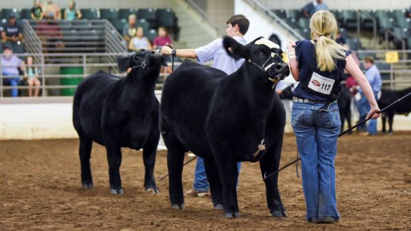 Georgia Junior Beef Futurity